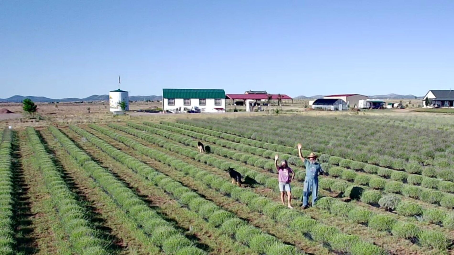 Firesky Lavender Festival - Sonoita Vineyards